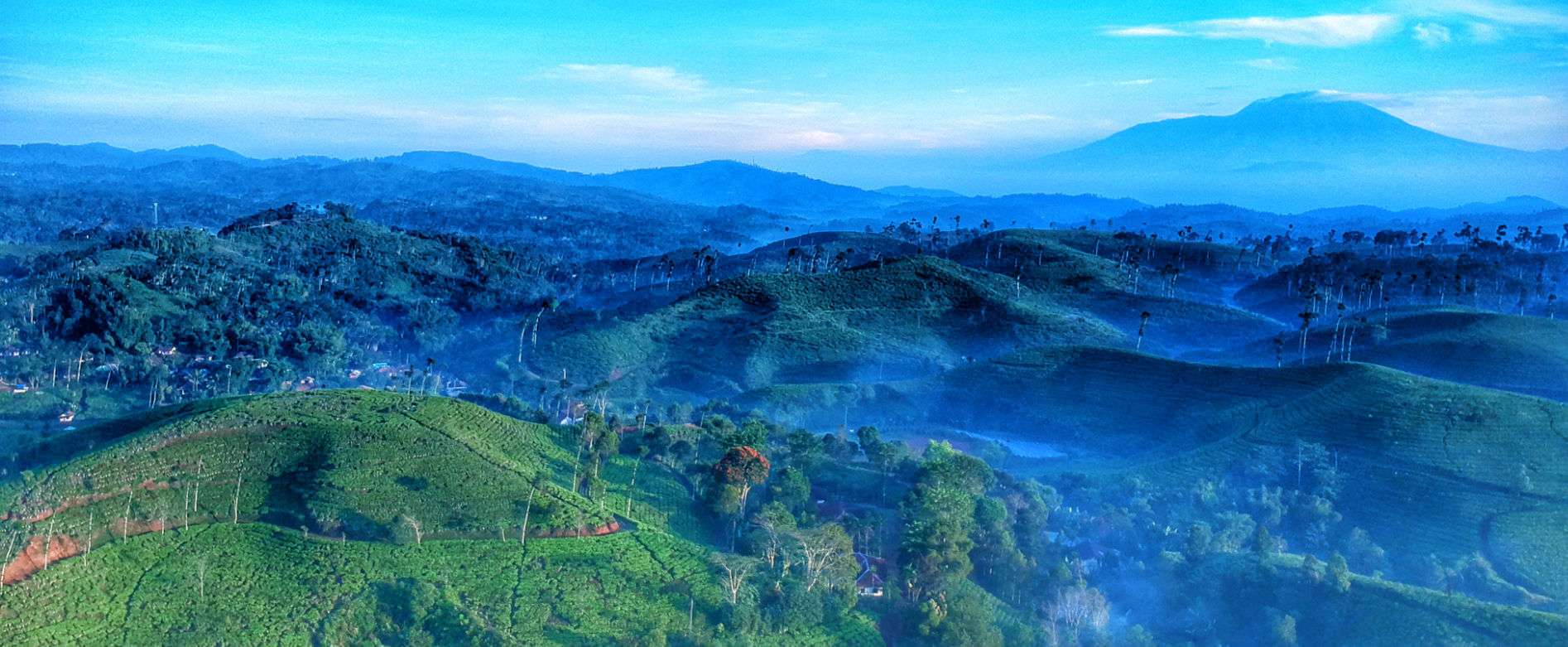 Produsen & Eksportir Teh Ternama dari Indonesia - Sinar Sosro Gunung ...